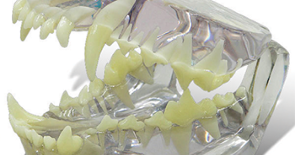 Dental Models
